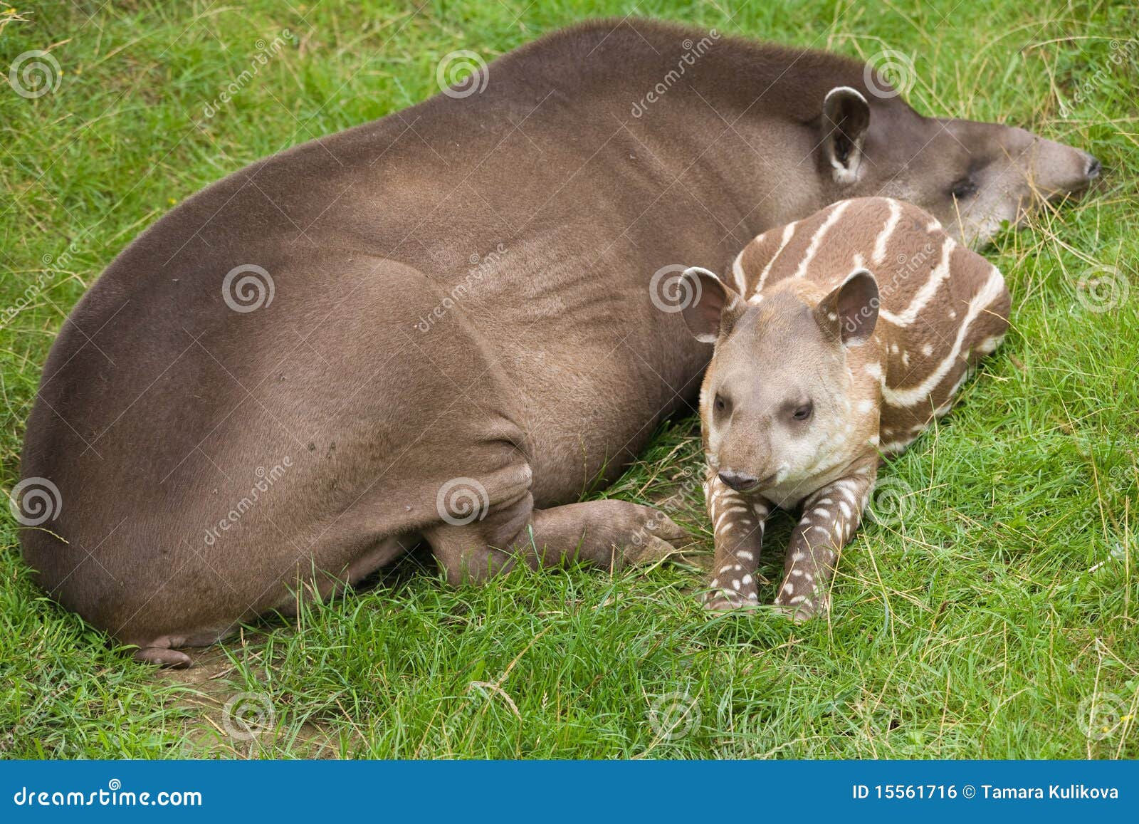 South American Tapir stock photo. Image of environmental - 15561716