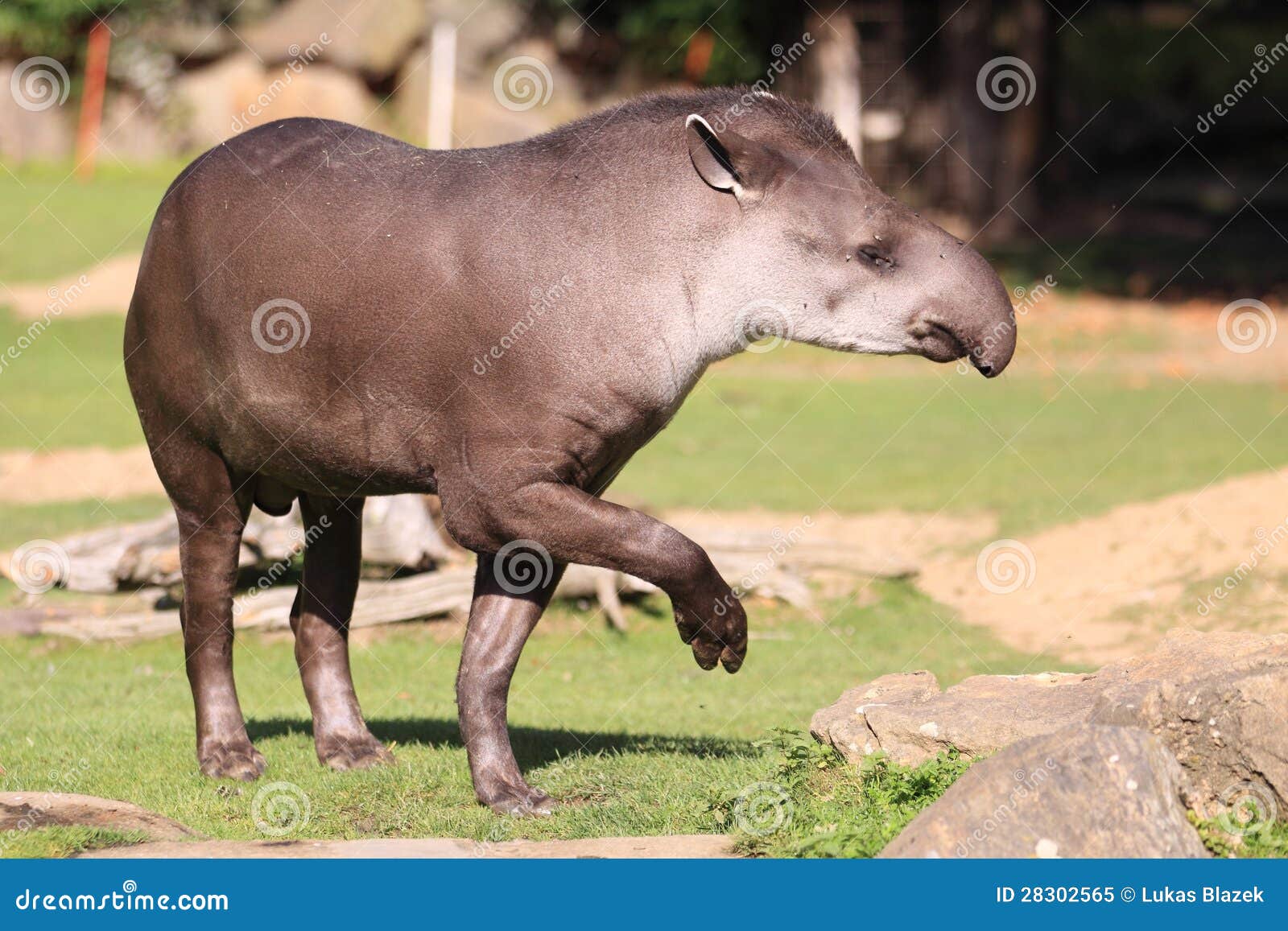 South american tapir stock image. Image of adult, terrestris - 28302565