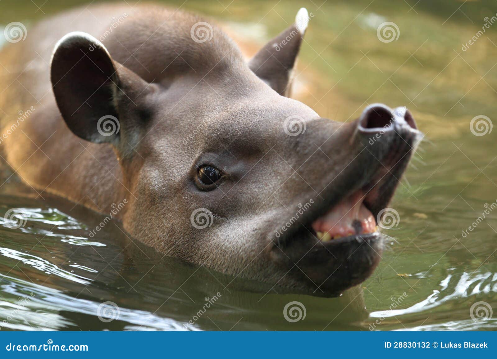 South American Tapir Tapirus Terrestris, Also Known As The Brazilian ...
