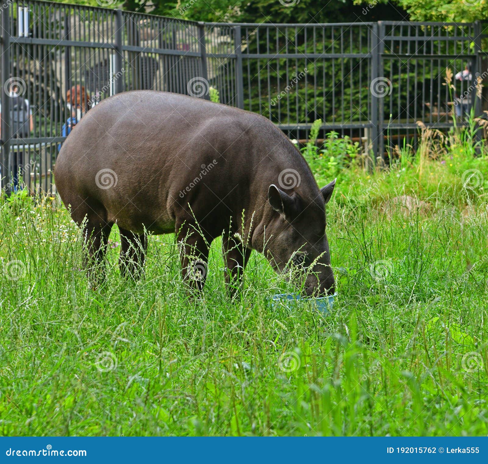 South American Tapir Tapirus Terrestris Eats from Bowl in Grass Stock ...