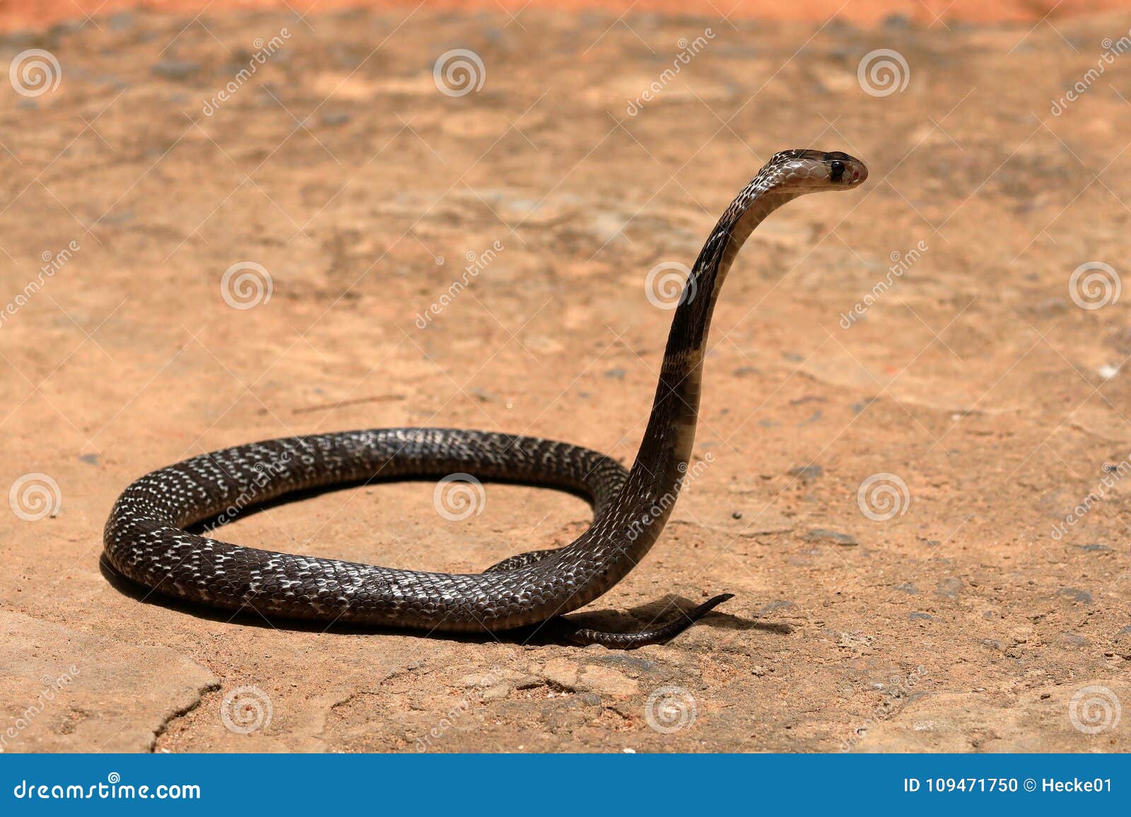 A South Asian Cobra in Sri Lanka Stock Photo - Image of asia, snake ...