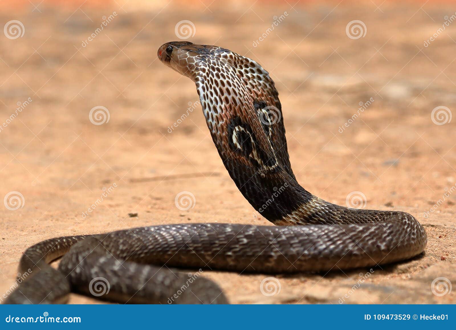 A South Asian Cobra in Sri Lanka Stock Image - Image of toxic, asian ...