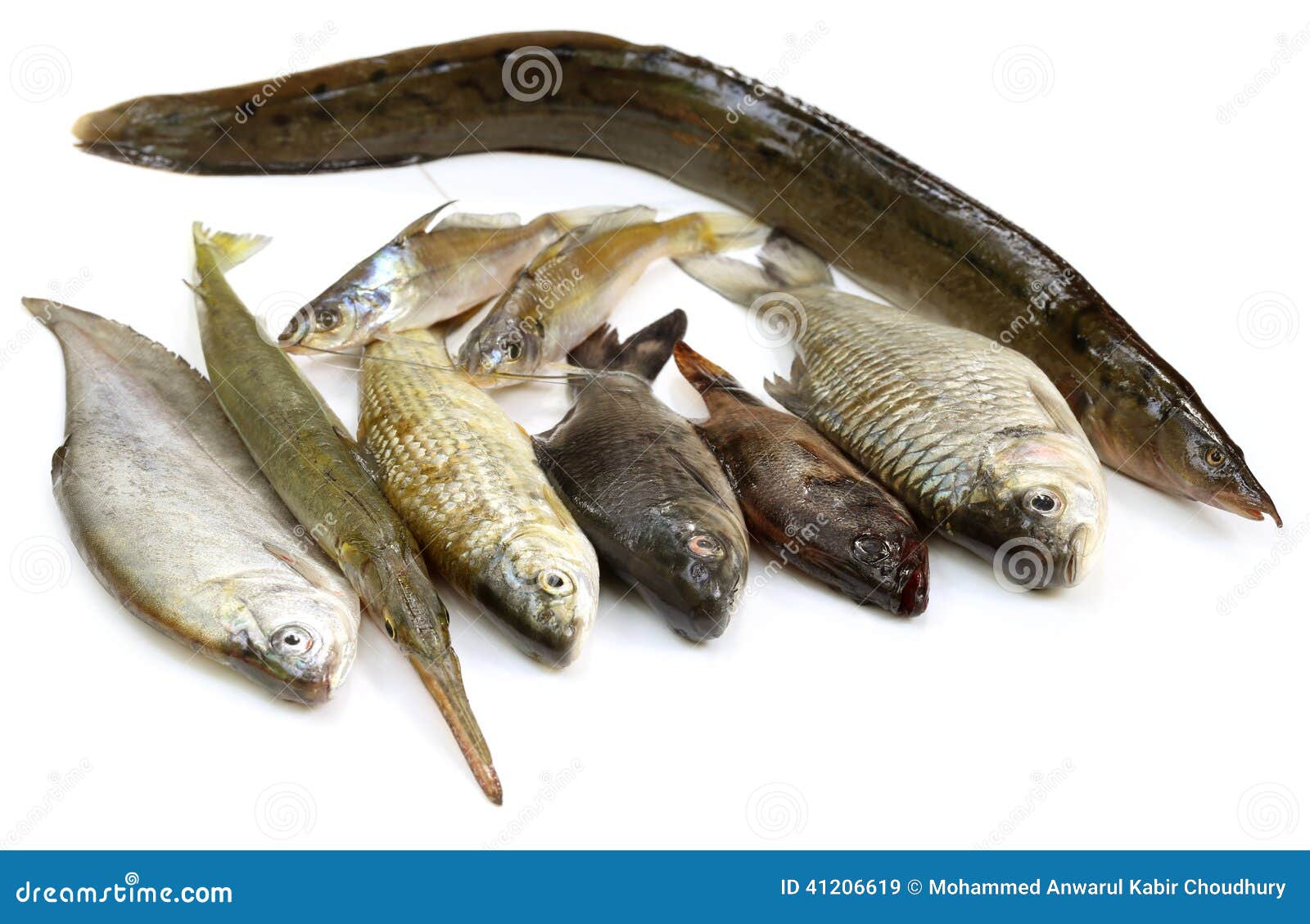 South Asian fishes stock image. Image of tropical, isolated - 41206619