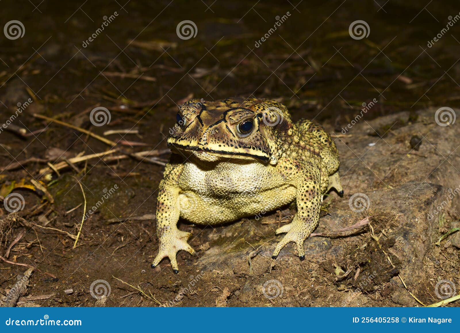 South Asian Garden Toad (Bufo Melanostictus ) from India Stock Photo ...