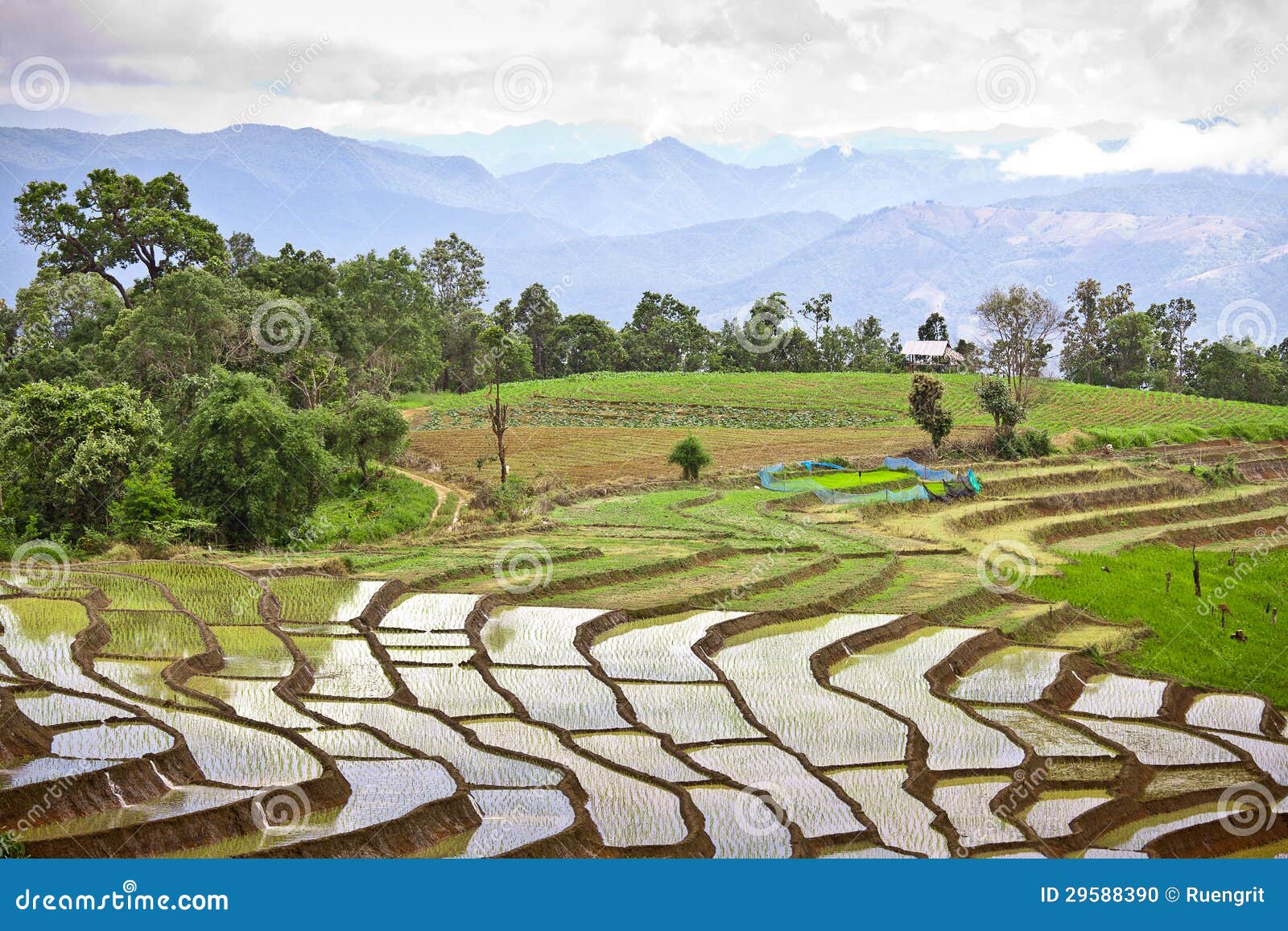 South Asian Rice Field Terraces. Stock Photo - Image of culture, asian ...