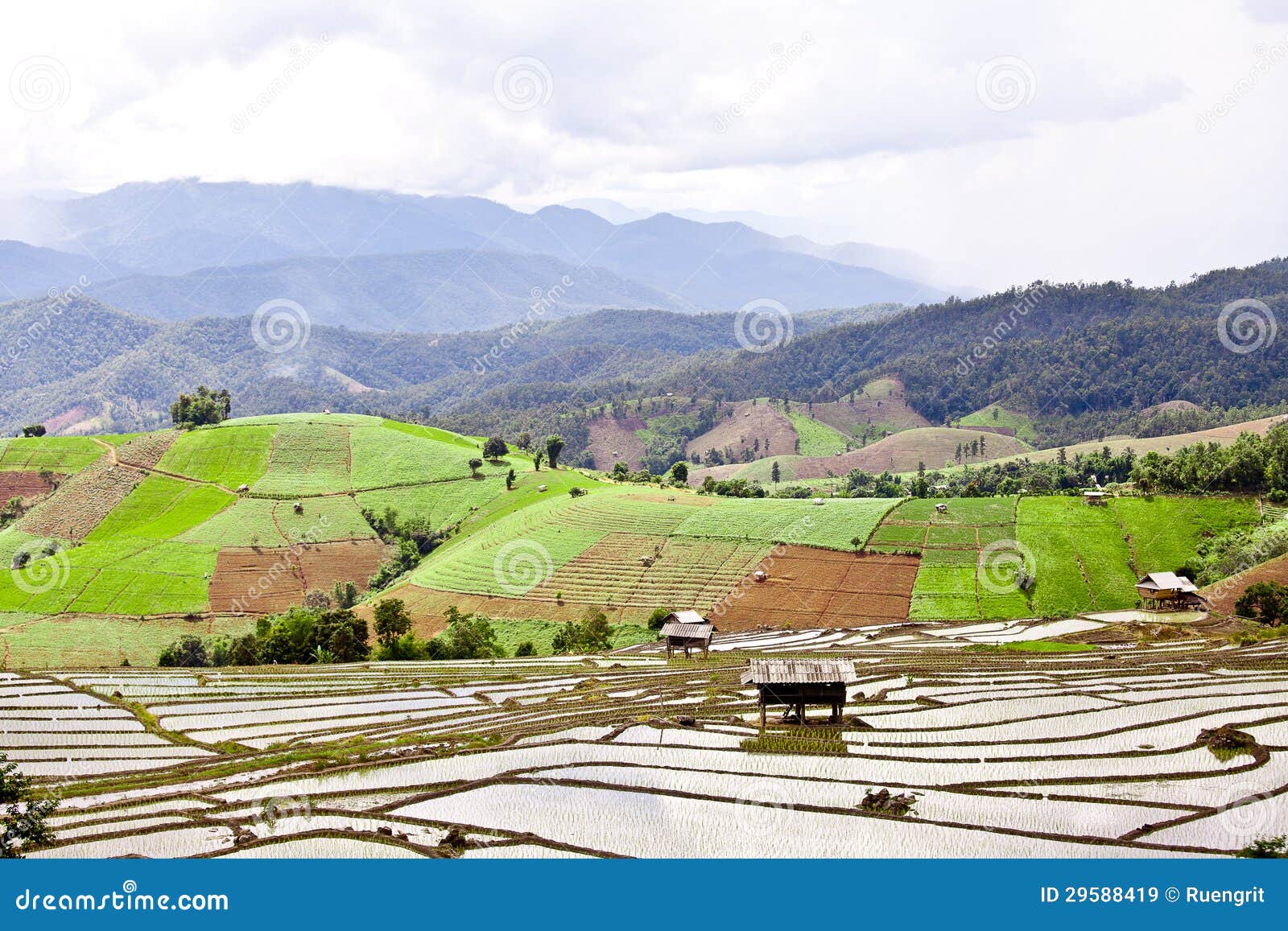 South Asian Rice Field Terraces. Stock Image - Image of food, curved ...