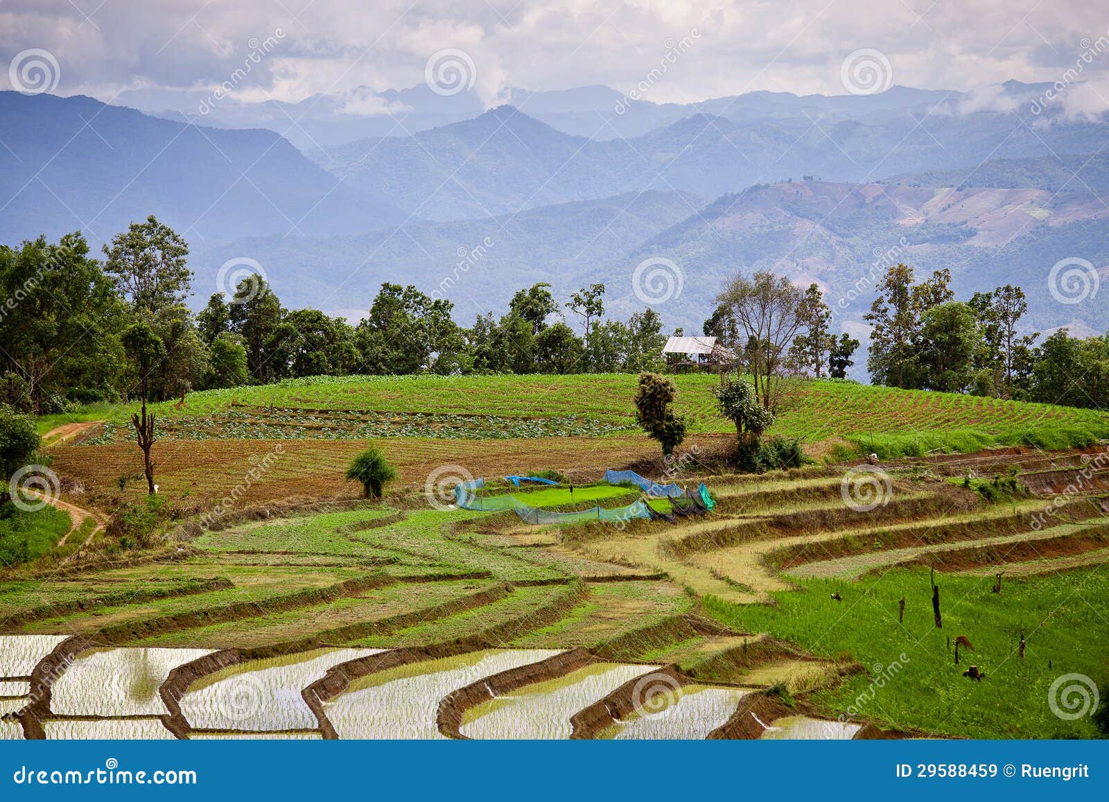 South Asian Rice Field Terraces. Stock Image - Image of environment ...
