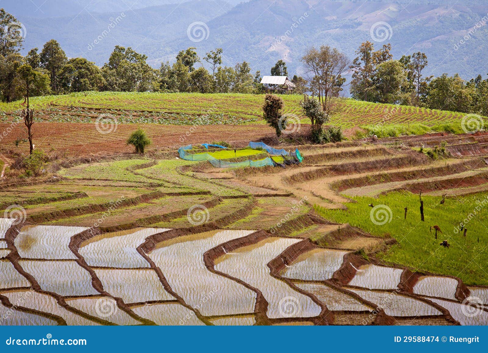 South Asian Rice Field Terraces. Stock Photo - Image of environment ...