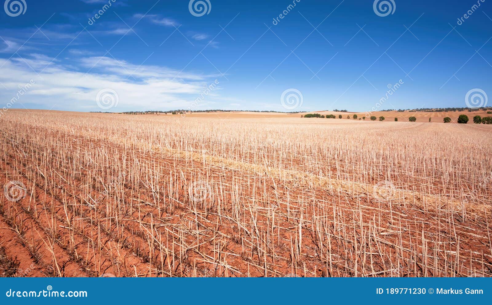 South Australia Agriculture Dry Field Stock Photo - Image of ...