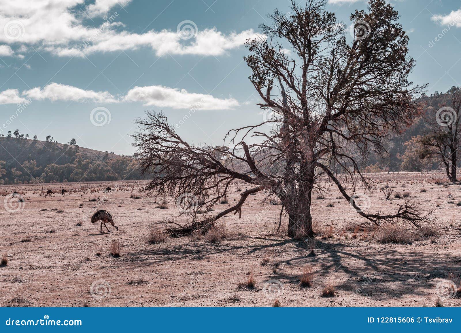South Australian Landscape with Emu. Stock Photo - Image of greater ...