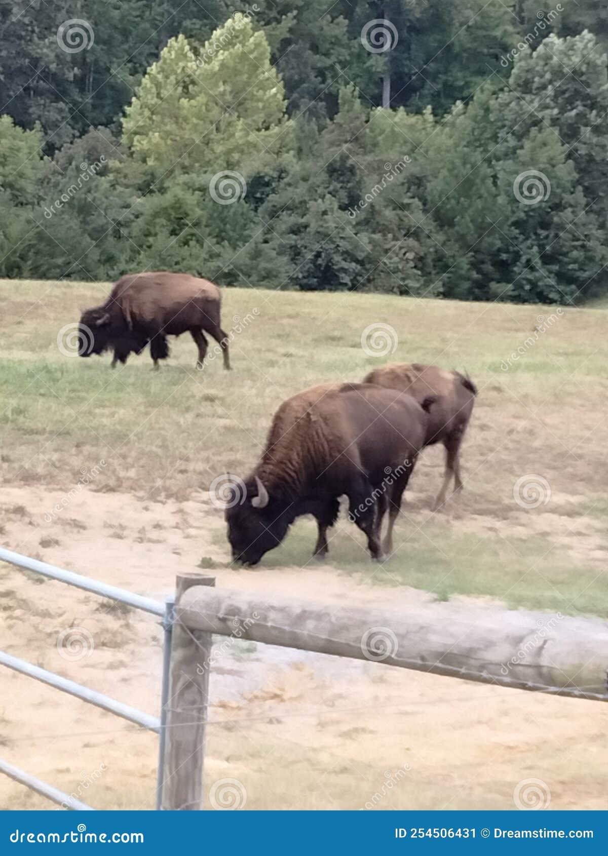 South Carolina Byson stock image. Image of horn, plain - 254506431
