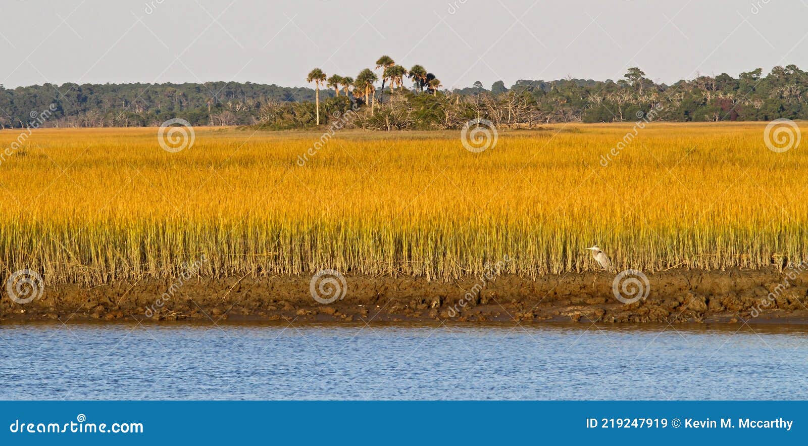 South Carolina Salt Marsh at Low Tide Stock Image - Image of tidal ...