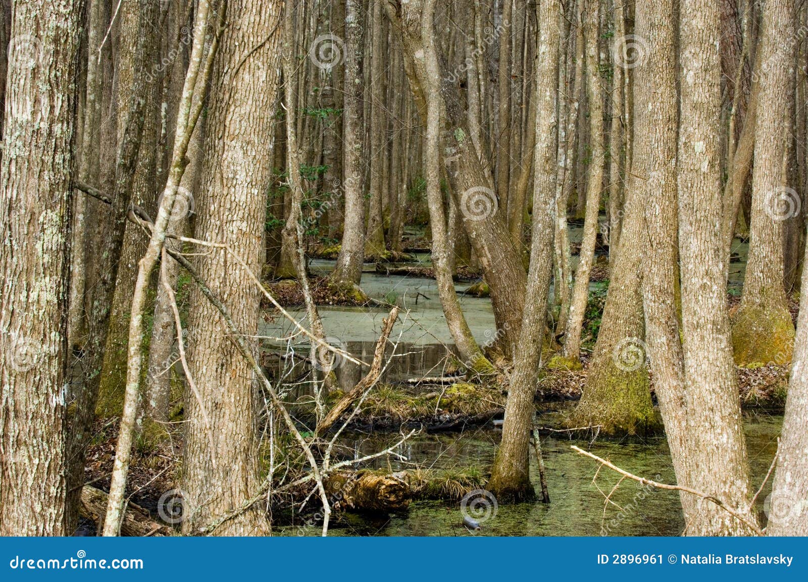 South Carolina Swamp stock image. Image of bush, copse - 2896961