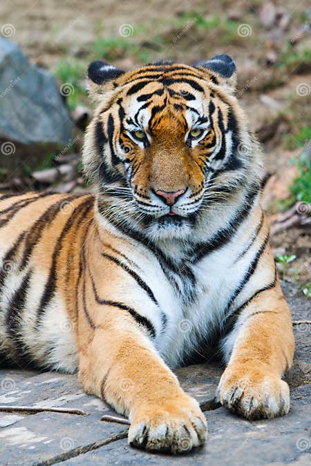 South China Tiger stock photo. Image of wildlife, china - 13934502