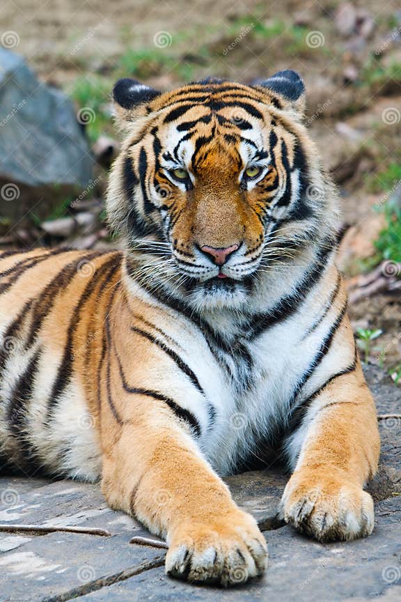 South China Tiger stock photo. Image of wildlife, china - 13934502