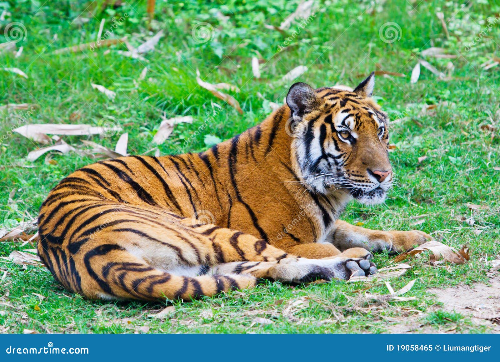 South China tiger stock image. Image of grovel, danger - 19058465