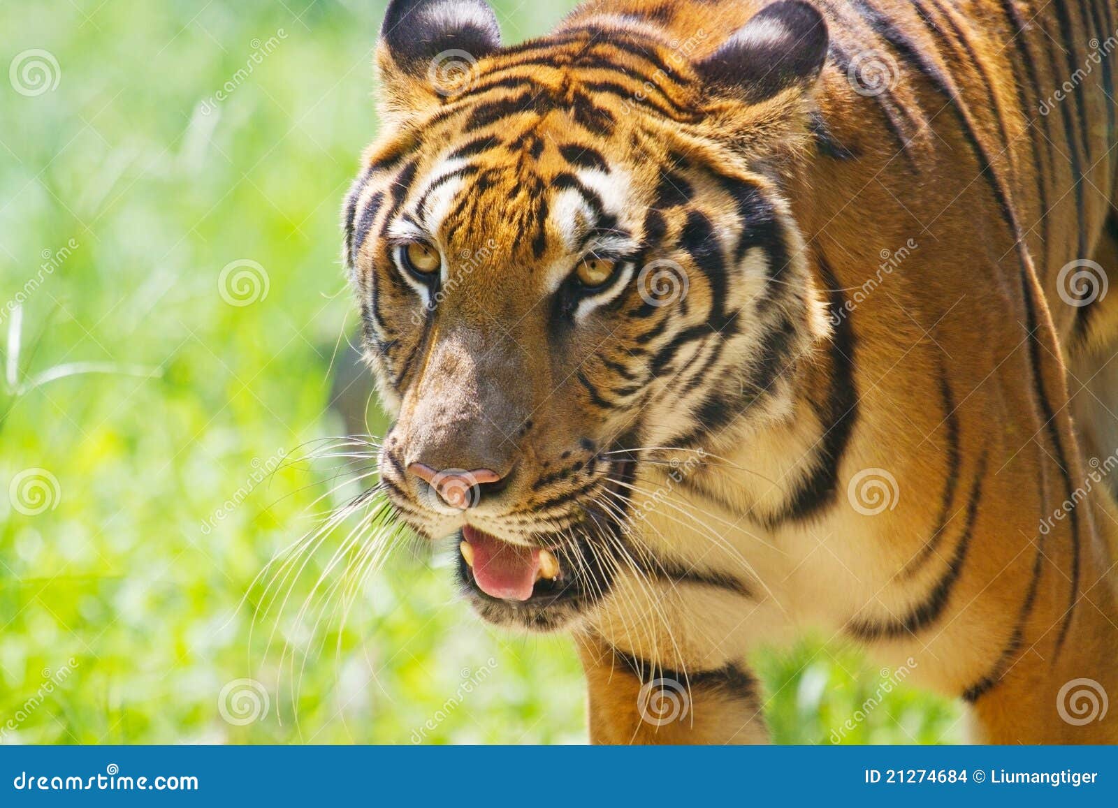 South China Tiger Walking 2 Stock Images - Image: 21274684