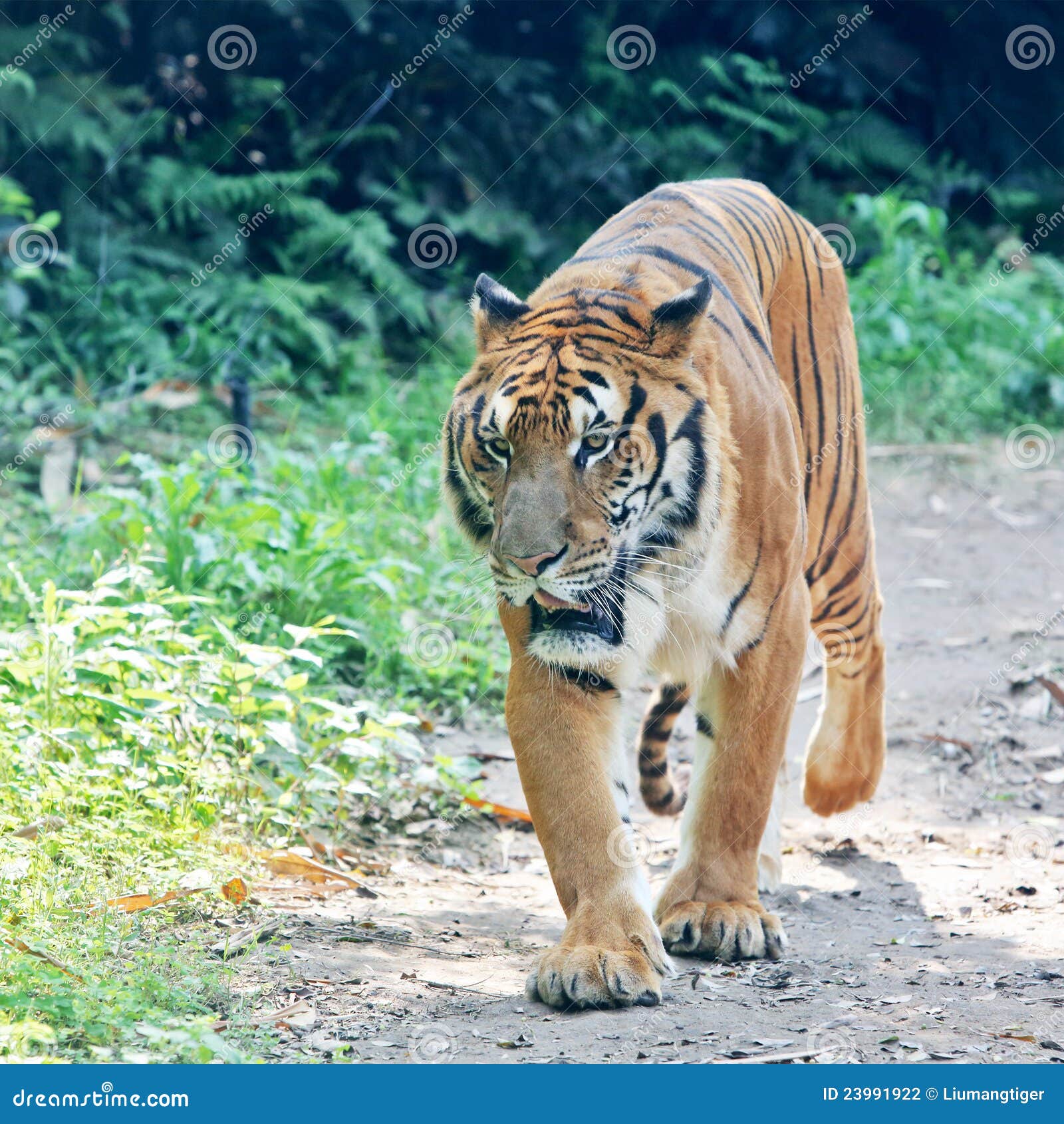 South China Tiger Walking 3 Stock Photography - Image: 23991922