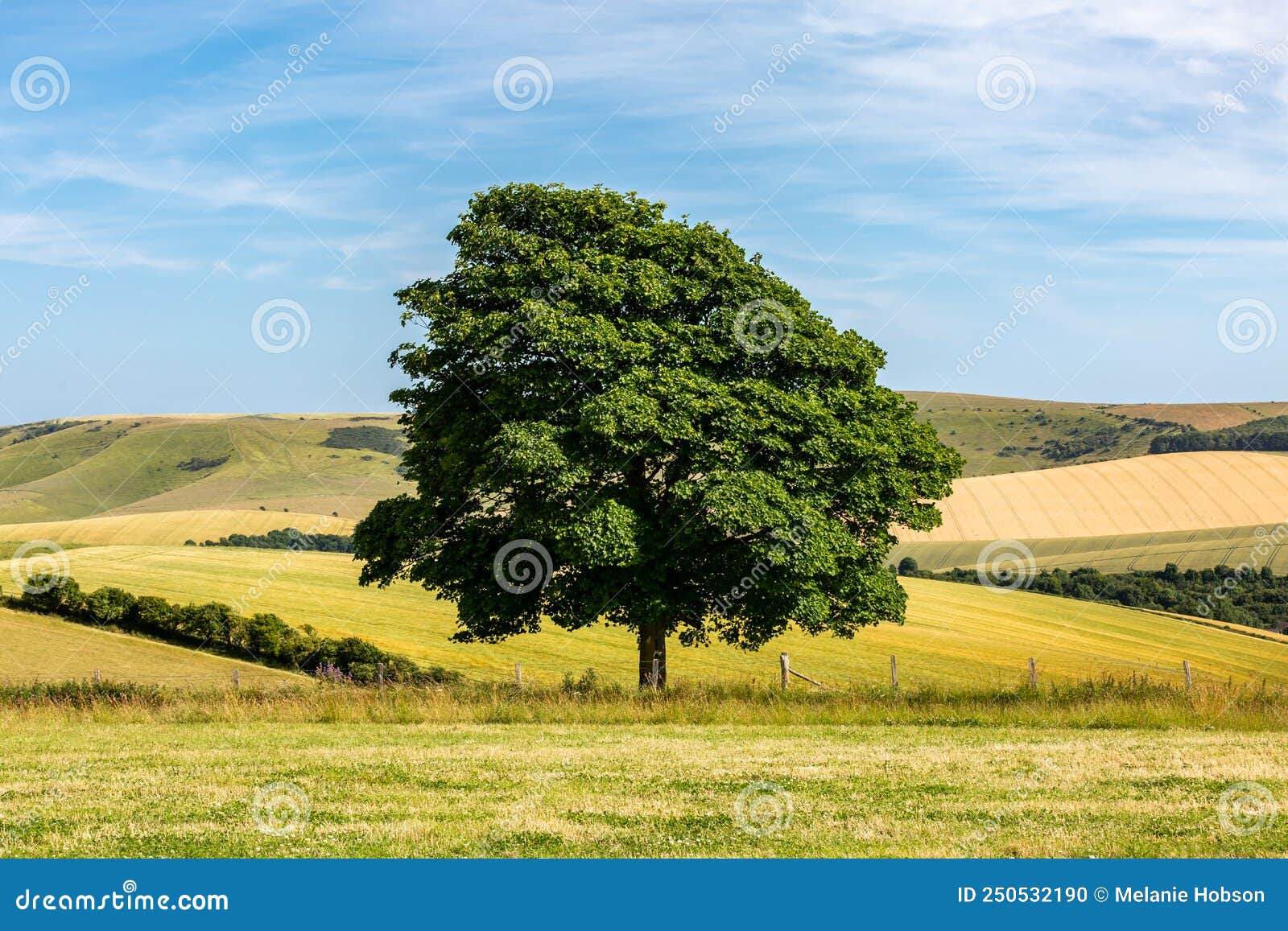 A South Downs Rolling Landscape with a Tree in the Foreground Stock ...