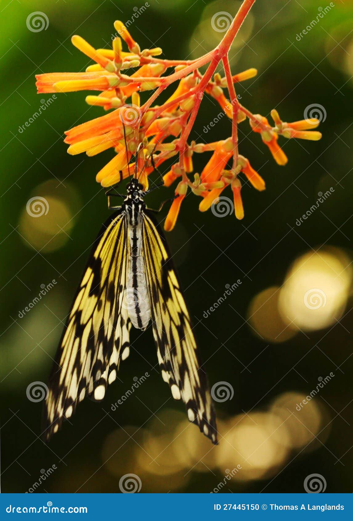 South East Asian Tree Nymph Butterfly Stock Photo - Image of delicate ...