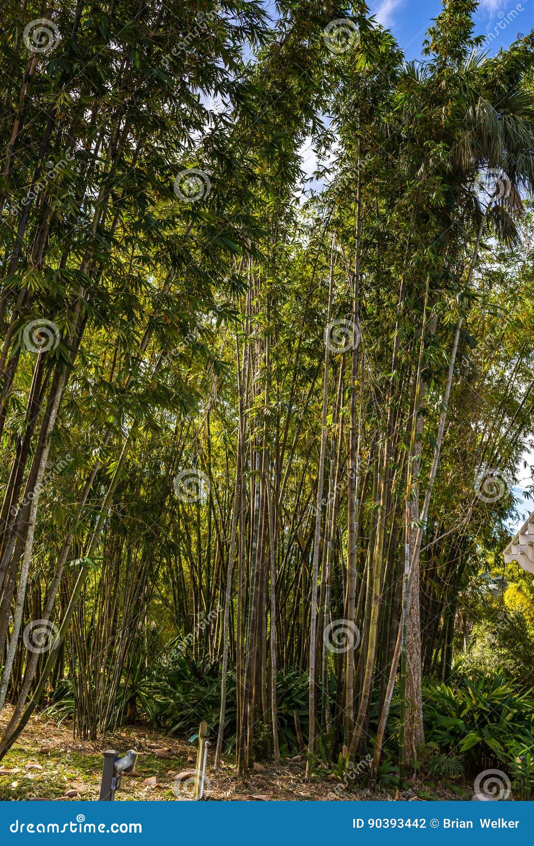 South Florida Bamboo stock photo. Image of arbor, leaves - 90393442