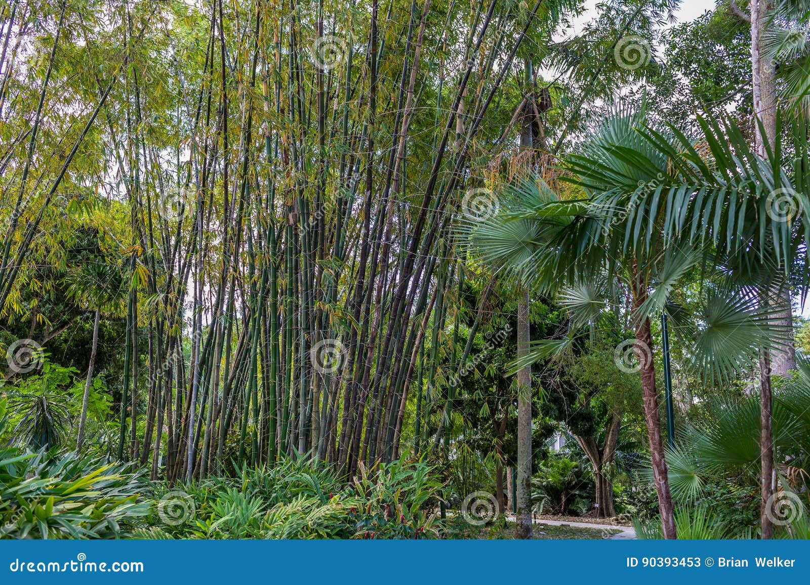 South Florida Bamboo stock image. Image of growth, tropical - 90393453