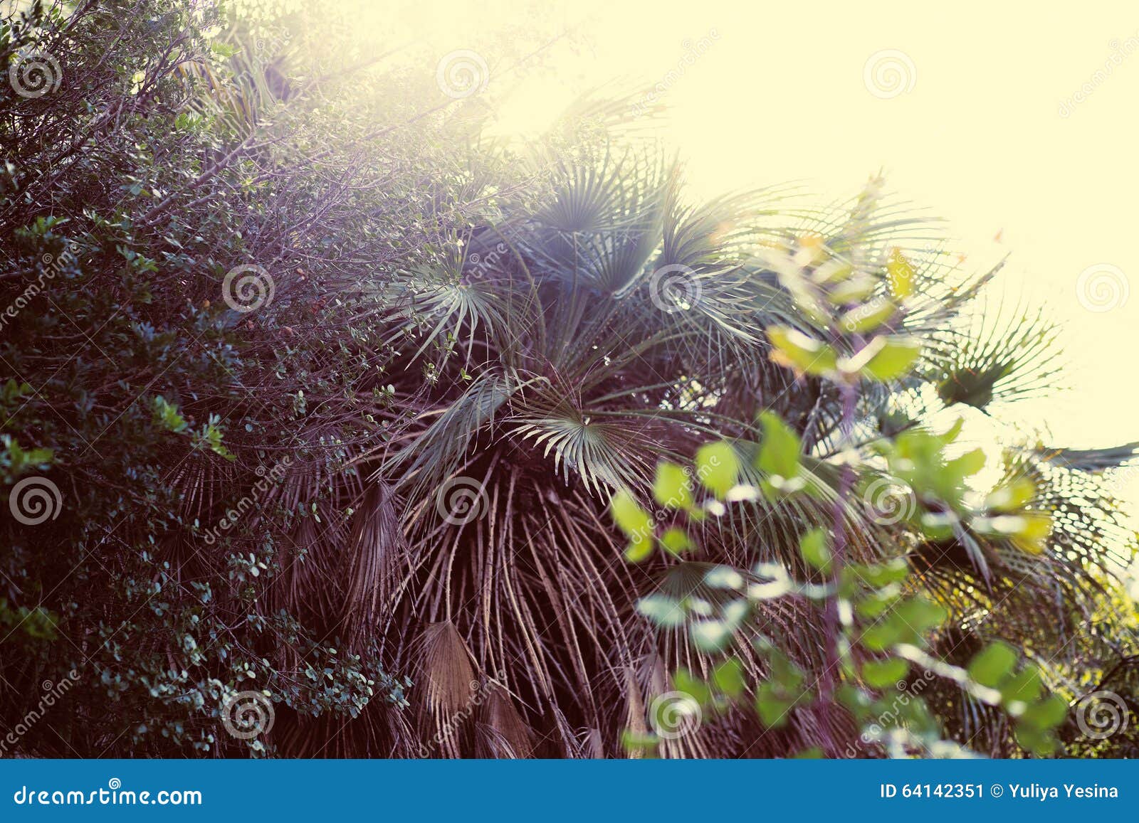 South forest stock image. Image of seychelles, blue, plant - 64142351