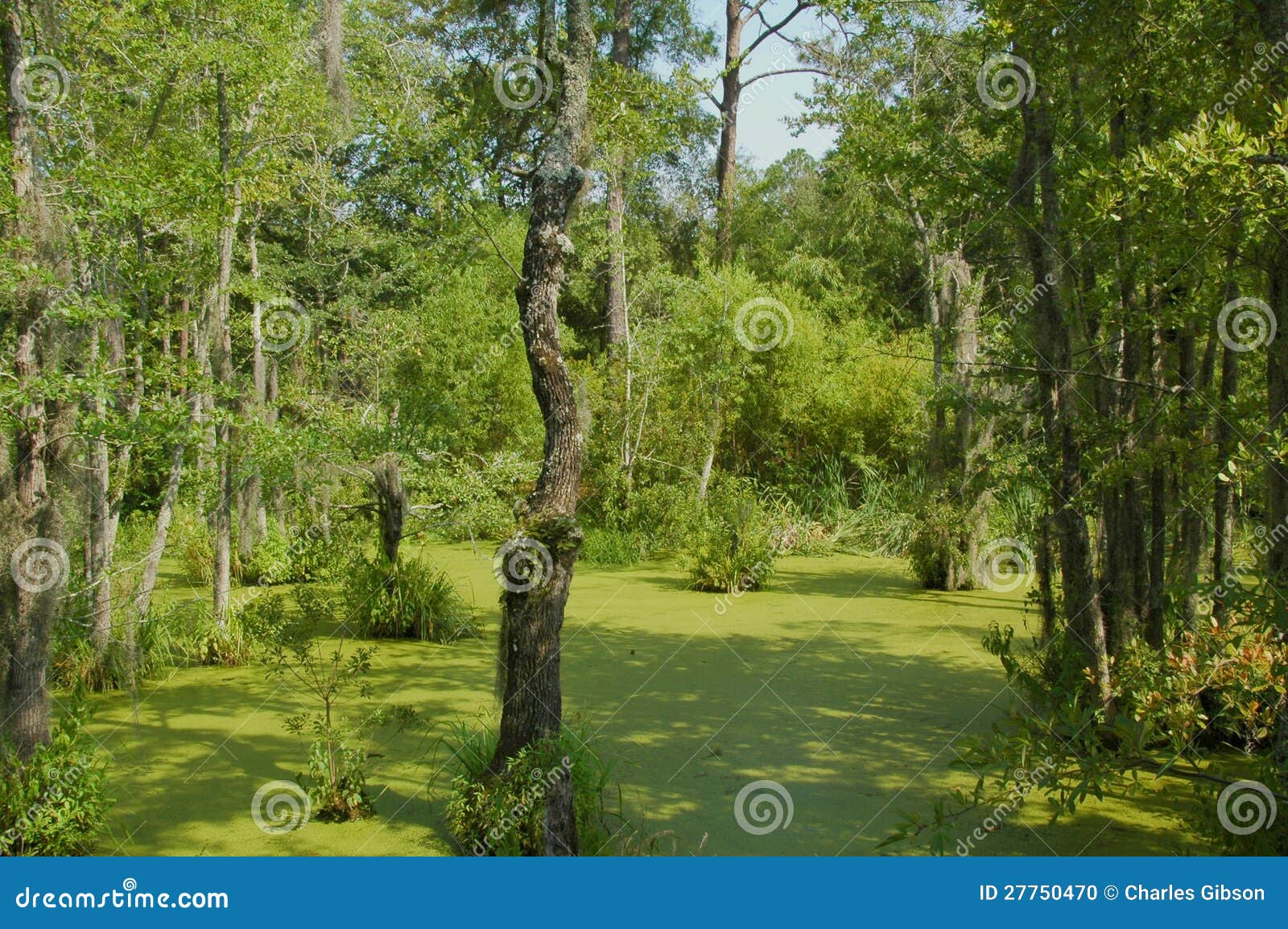 South Georgia swampland stock photo. Image of tree, grove - 27750470