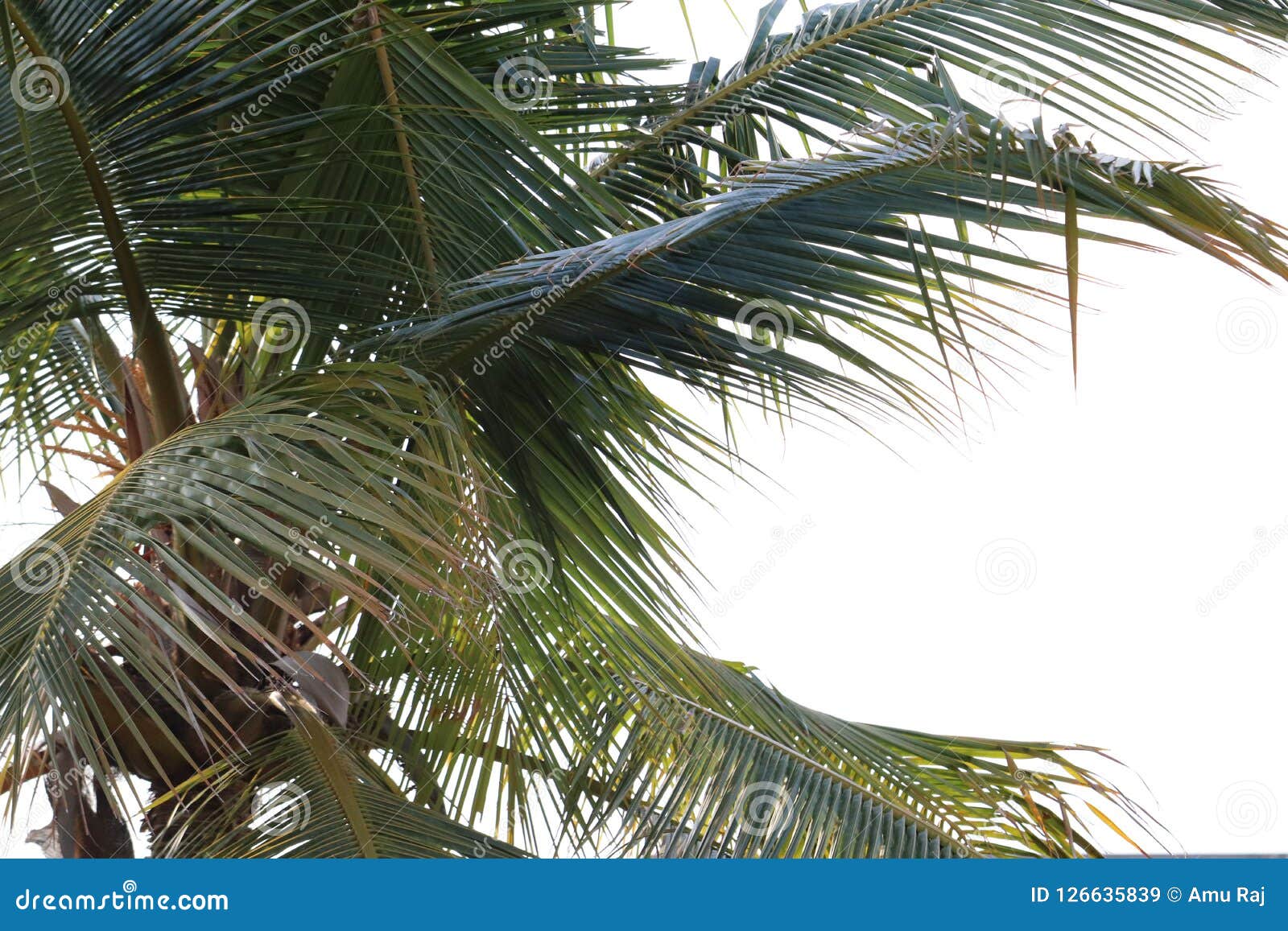 Full Coconut Tree stock image. Image of indian, leaf - 126635839