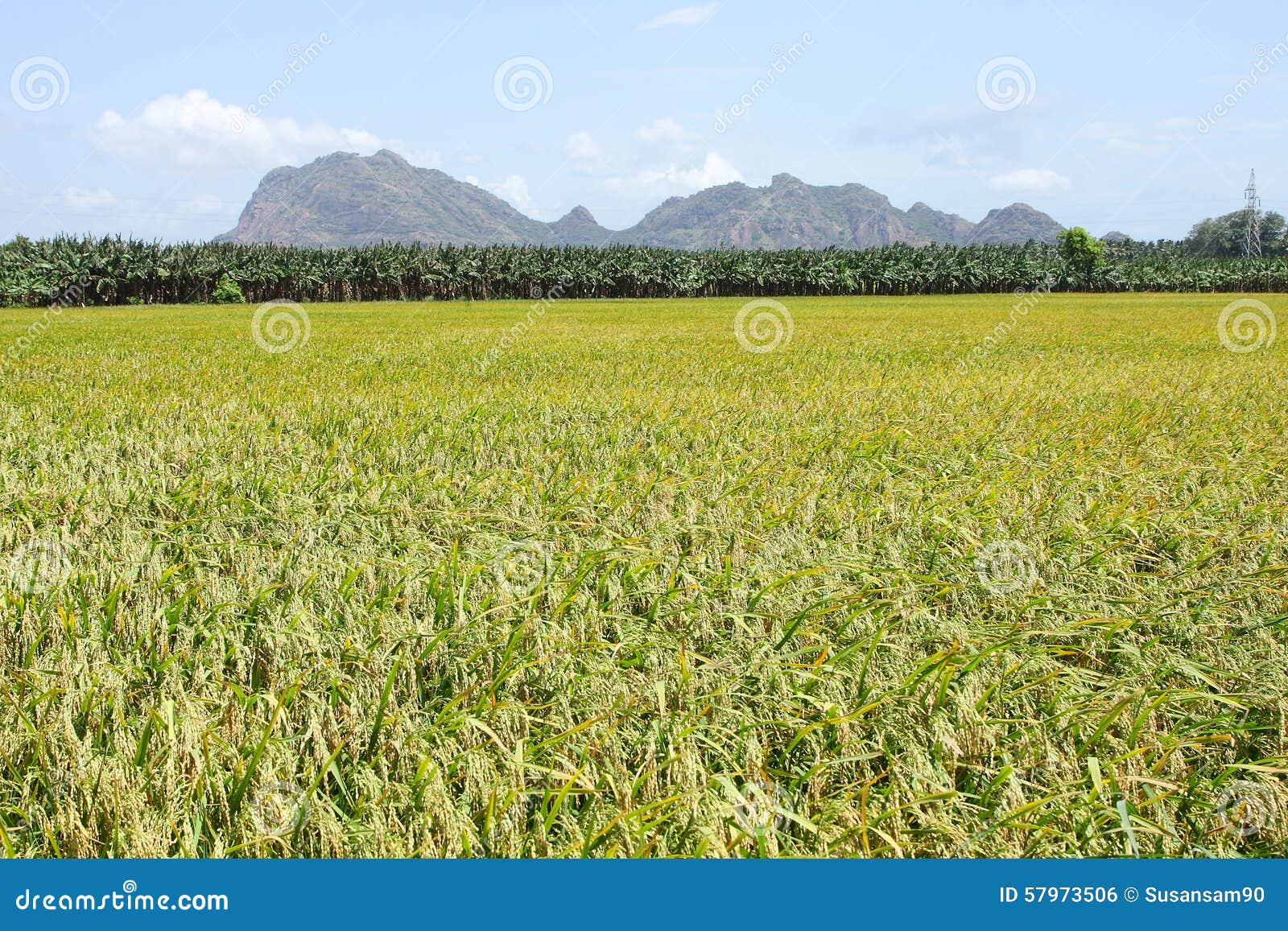 South Indian Country Side . Stock Photo - Image of harvesting, fields ...