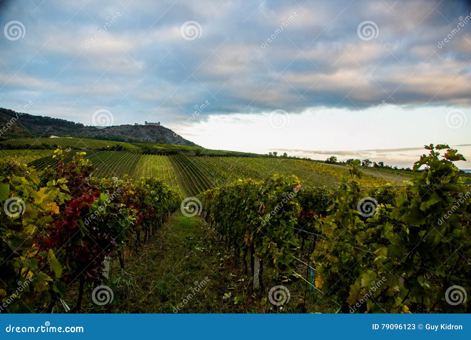 South Moravia stock image. Image of grapes, farm, agriculture - 79096123