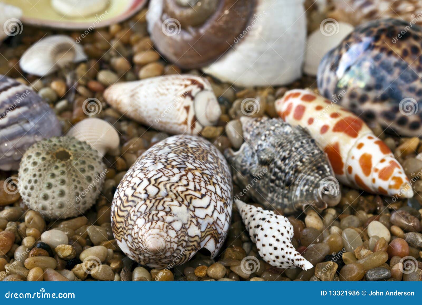 South pacific shells stock photo. Image of shell, pebble - 13321986