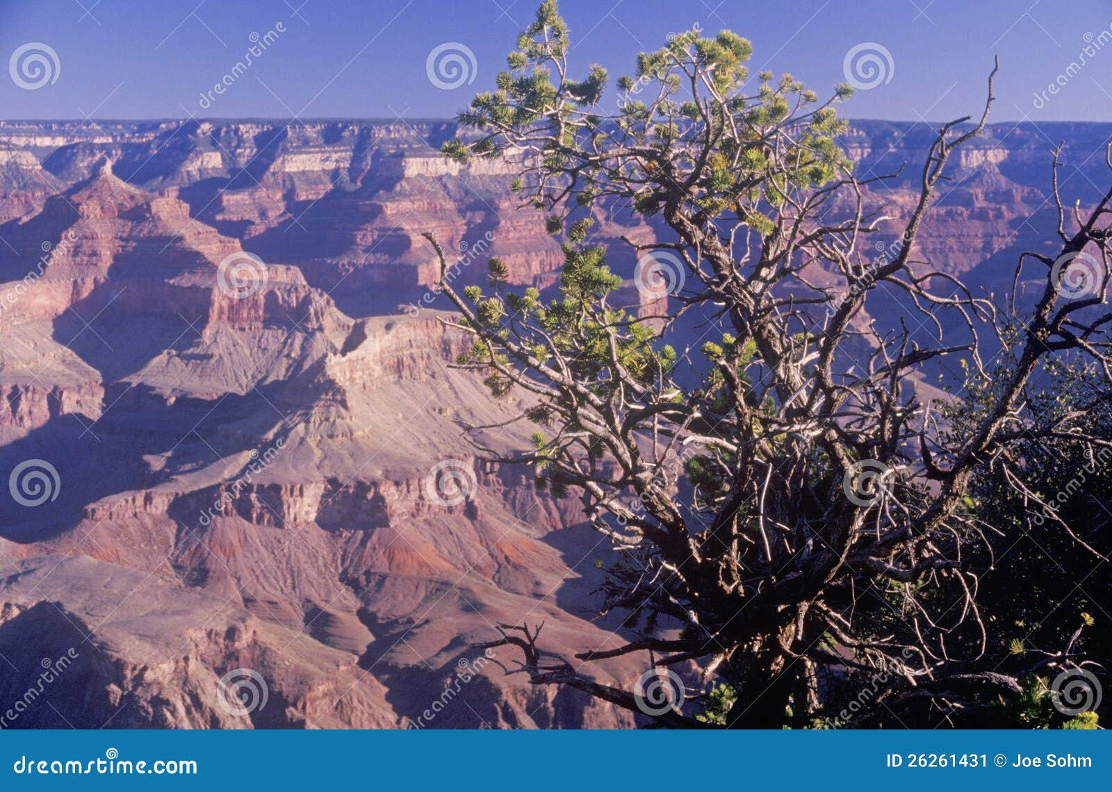South Rim of the Grand Canyon Stock Image - Image of sightseeing ...