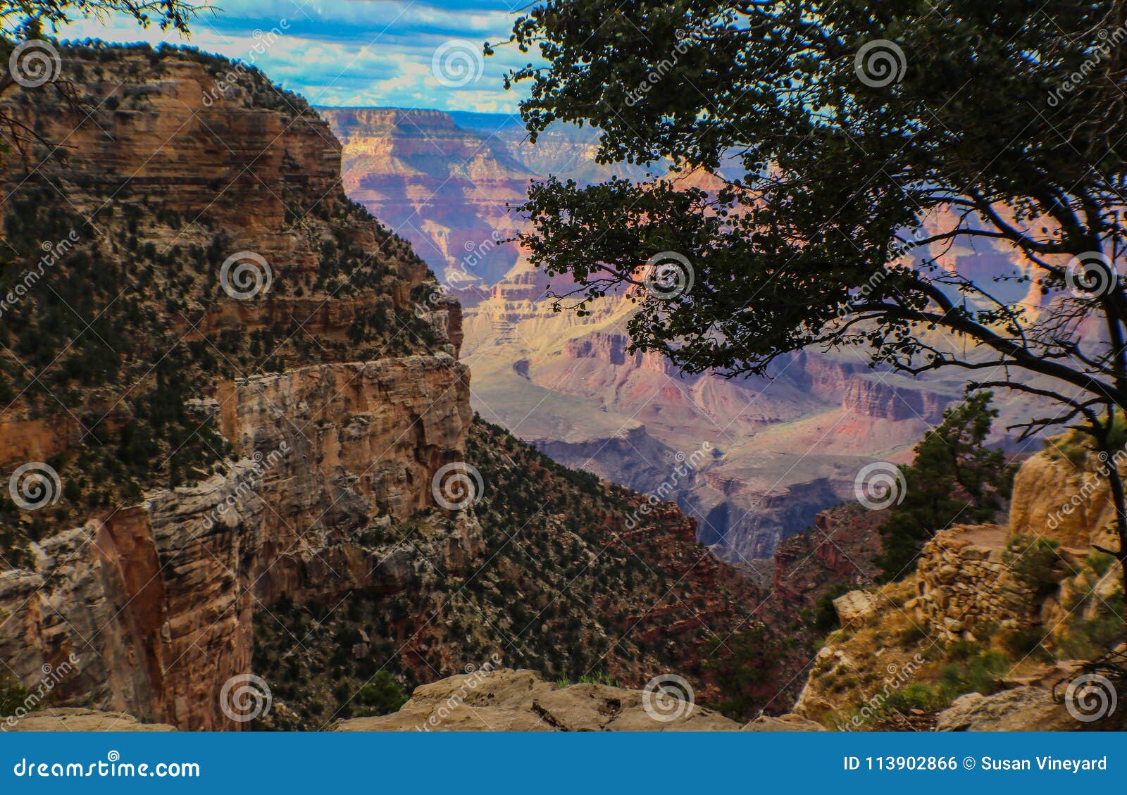 South Rim of Grand Canyon View Looking Down Framed by Overhanging Tree ...