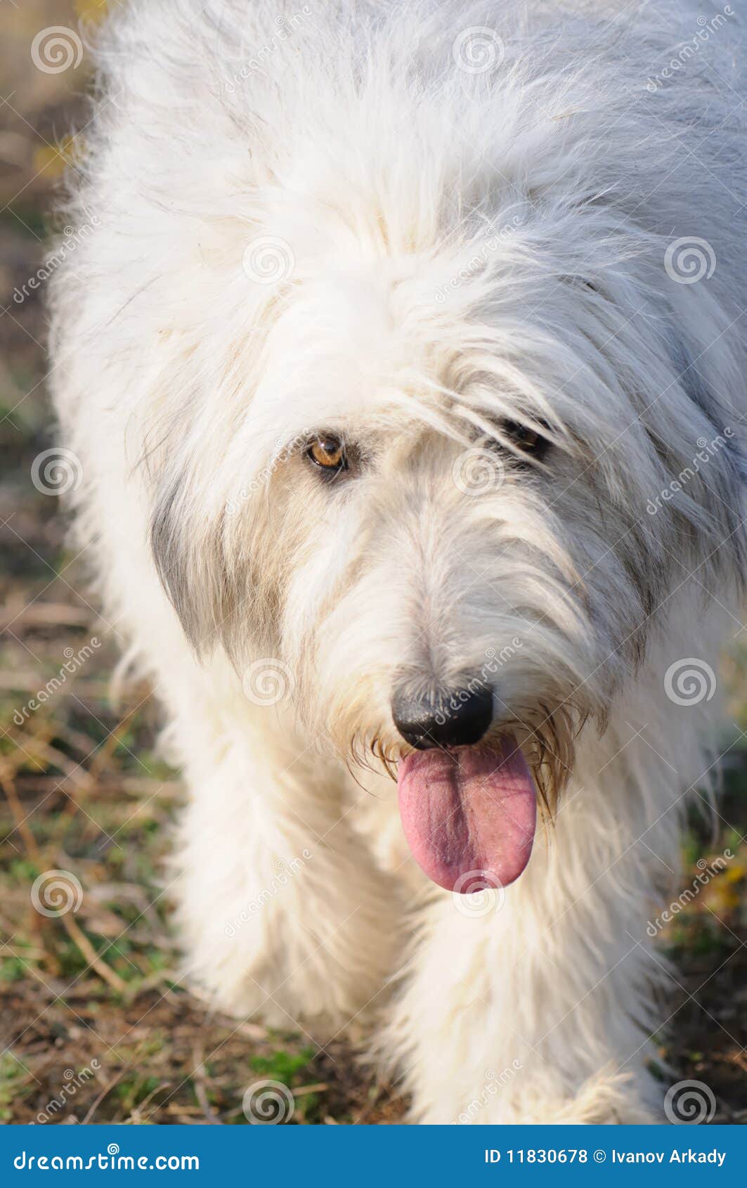 South Russian sheep dog stock photo. Image of hair, animals - 11830678