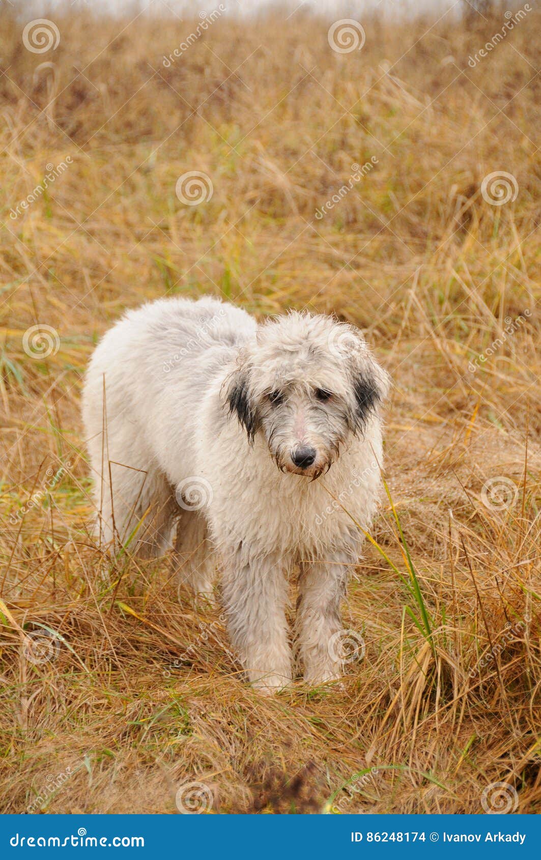 South Russian shepherd stock photo. Image of nature, shepherd - 86248174