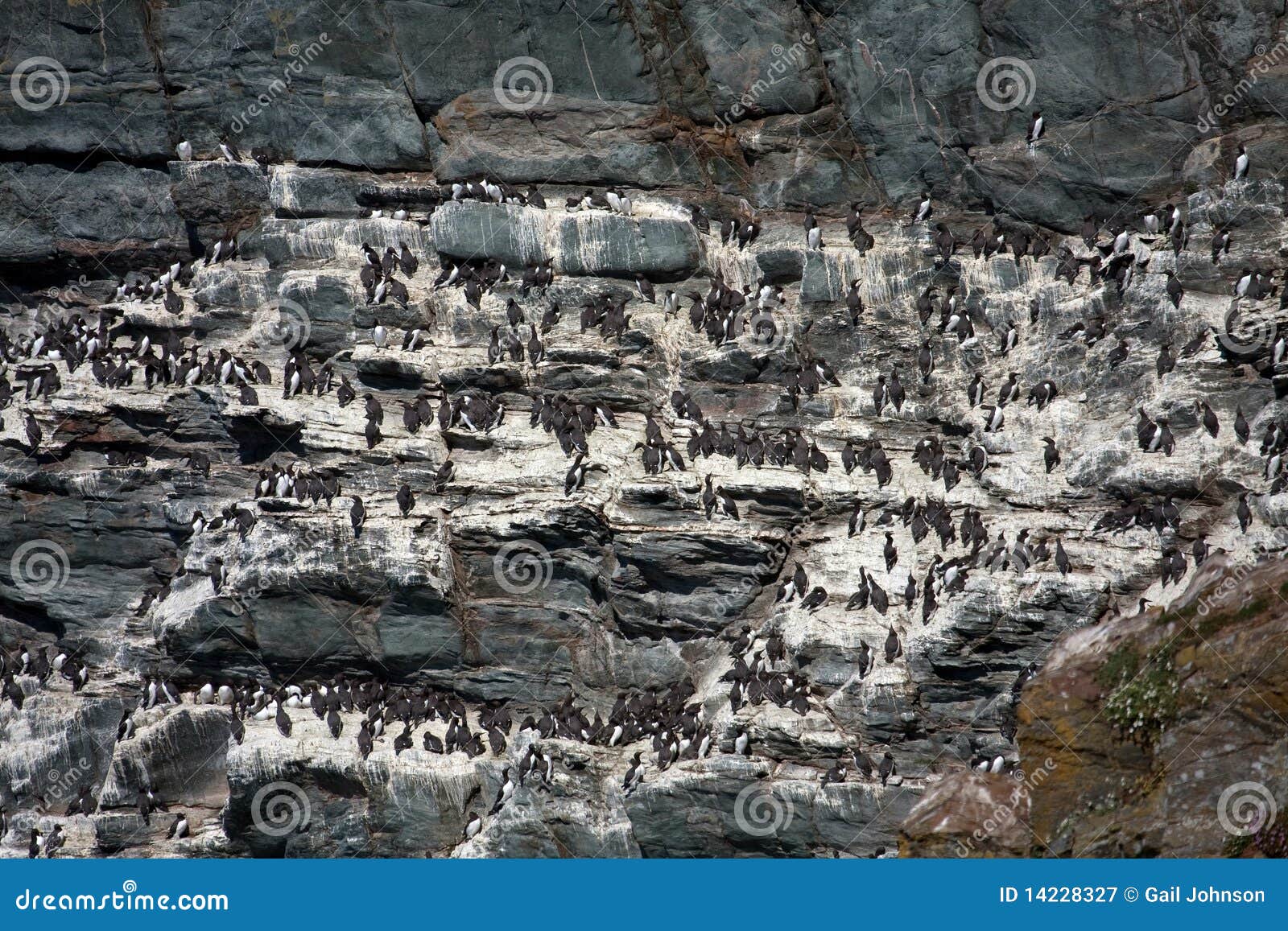 South Stack stock image. Image of britain, birds, wales - 14228327