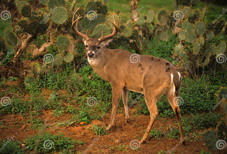 South Texas Whitetail stock image. Image of forest, whitetail - 10937245