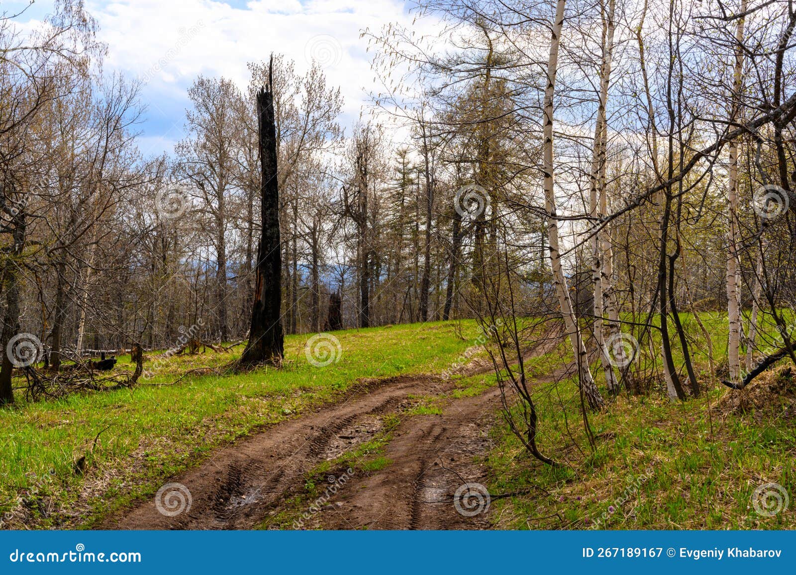 South Ural Forest Road with a Unique Landscape, Vegetation and ...