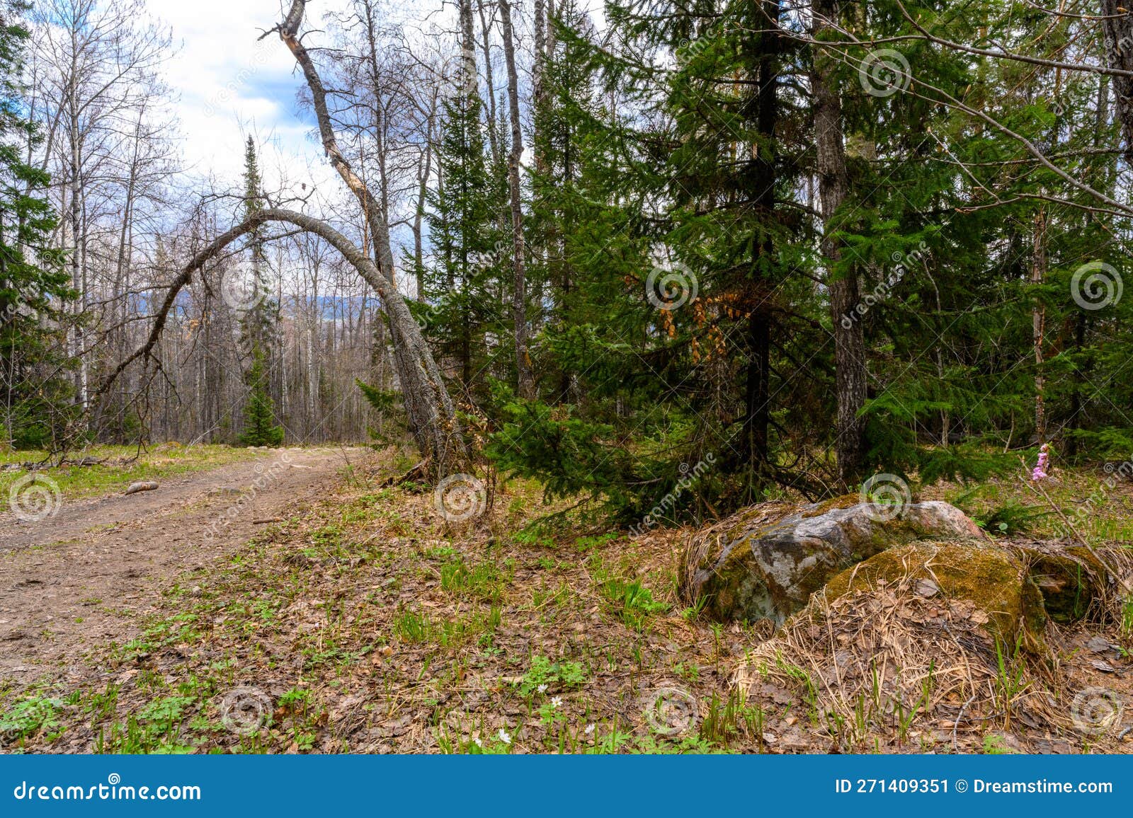 South Ural Forest Road with a Unique Landscape, Vegetation and ...