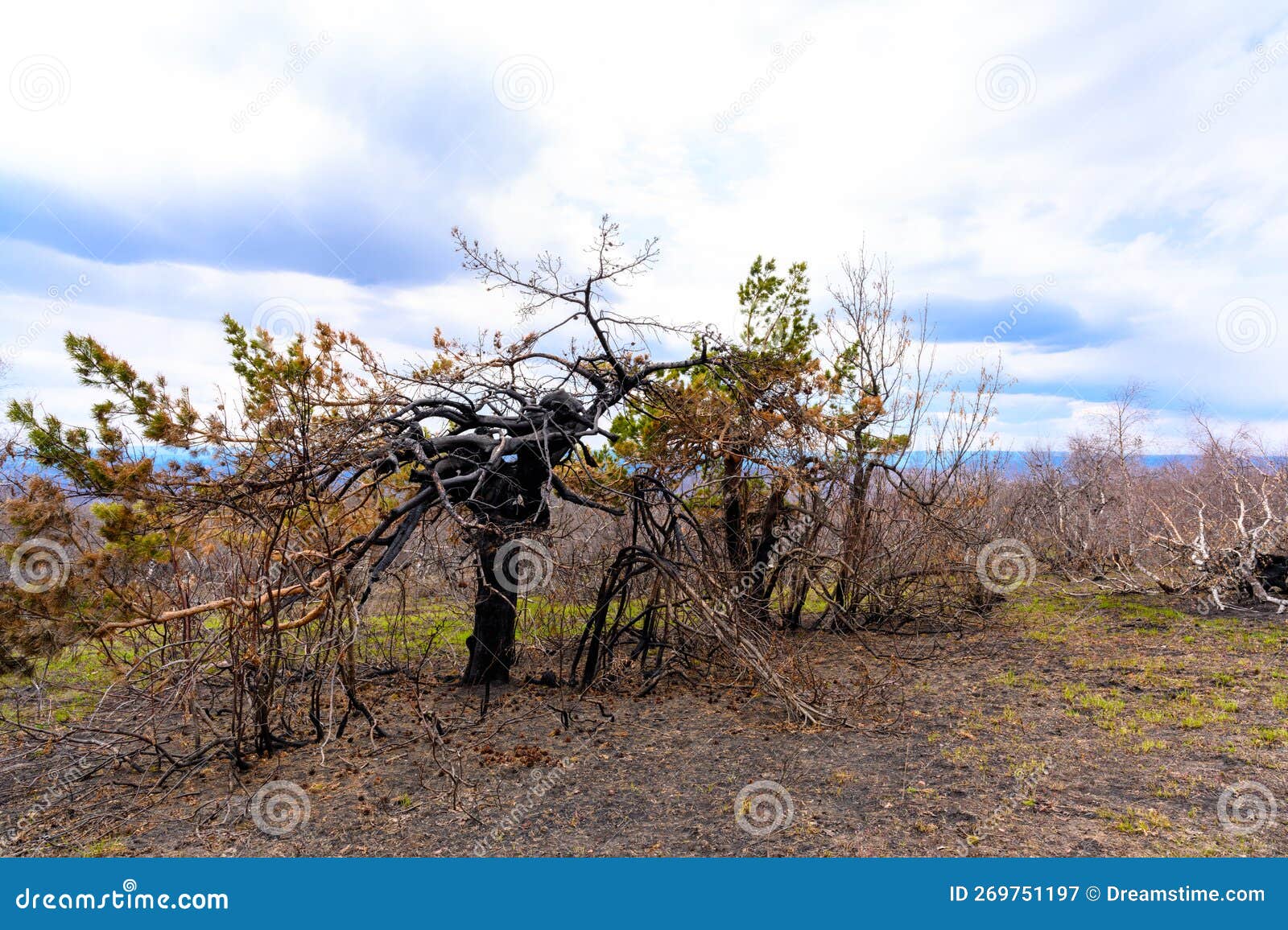 South Ural Forest with a Unique Landscape, Vegetation and Diversity of ...