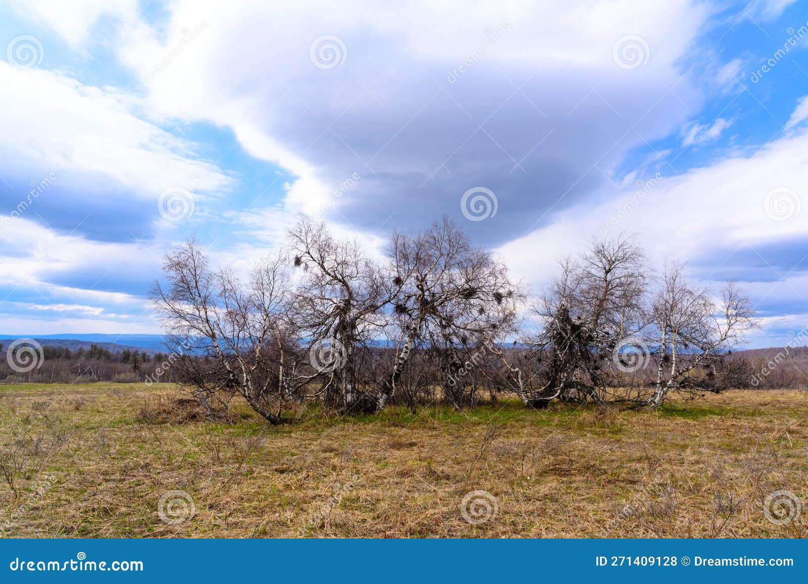 South Ural Forest with a Unique Landscape, Vegetation and Diversity of ...