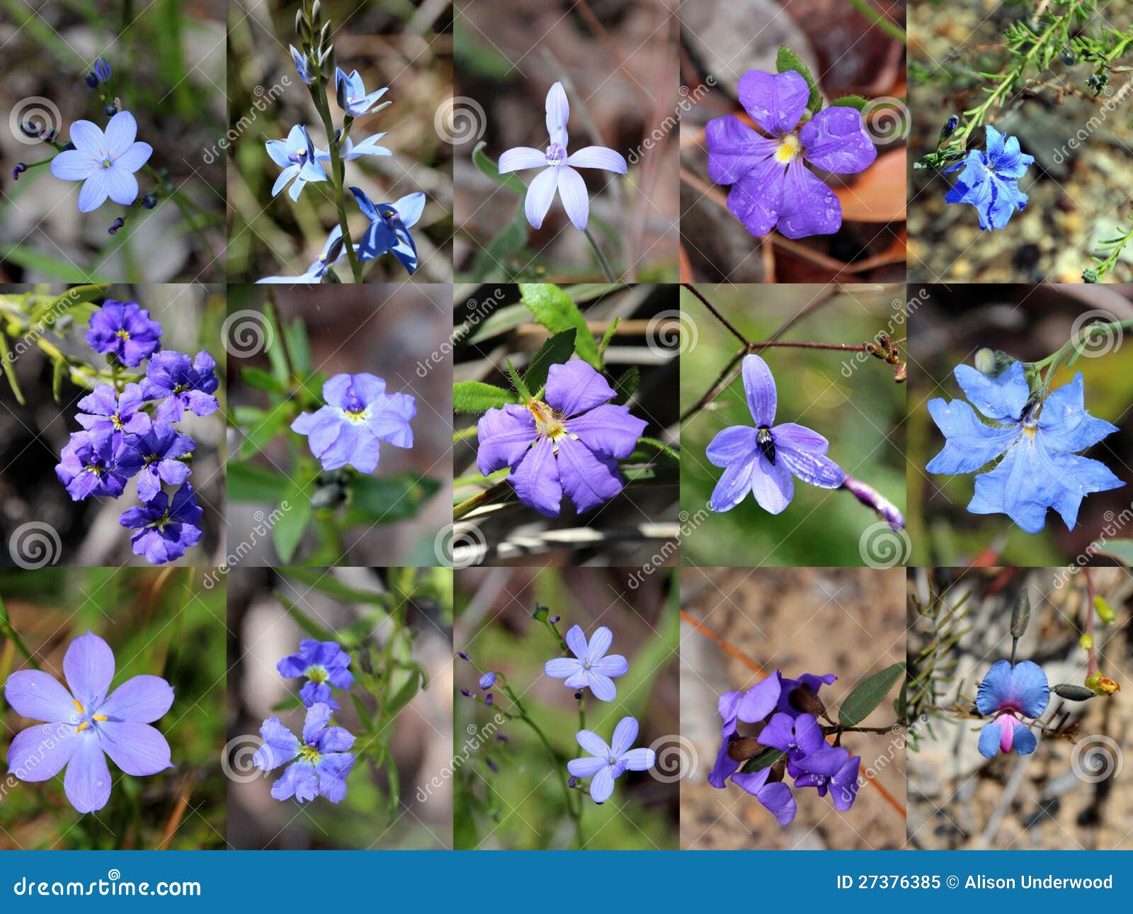 South West Australian Blue Wild Flowers Collage Stock Image - Image of ...