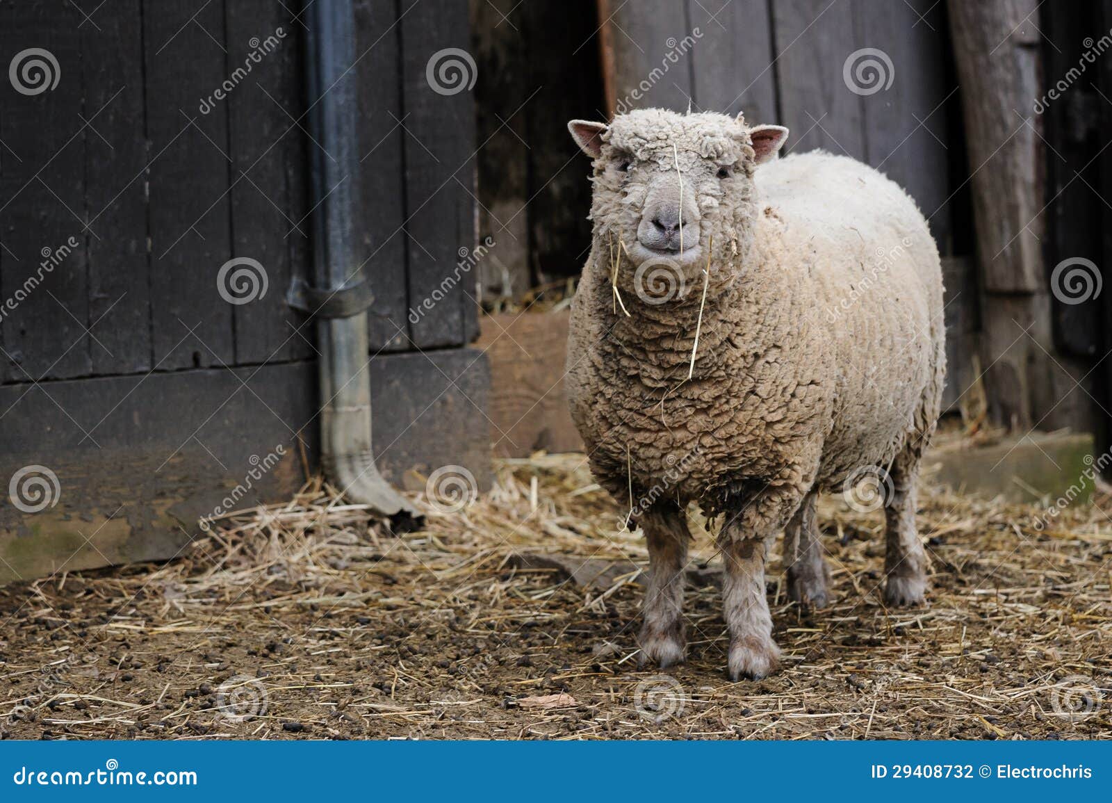 Southdown Sheep stock photo. Image of wool, rustic, barnyard - 29408732