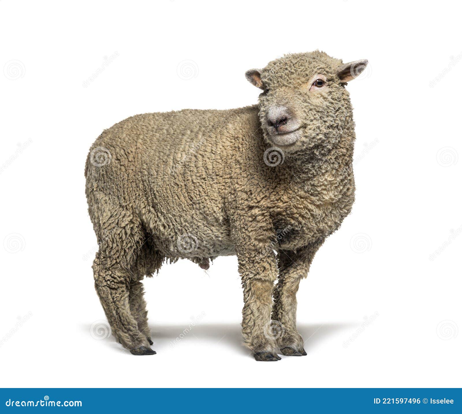 Southdown Sheep Stock Photography | CartoonDealer.com #29408732