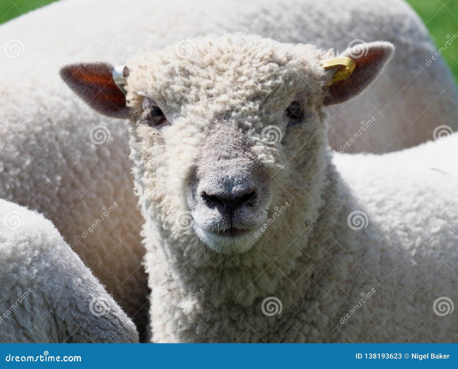 Southdown Sheep stock image. Image of wool, farm, soutdown - 138193623