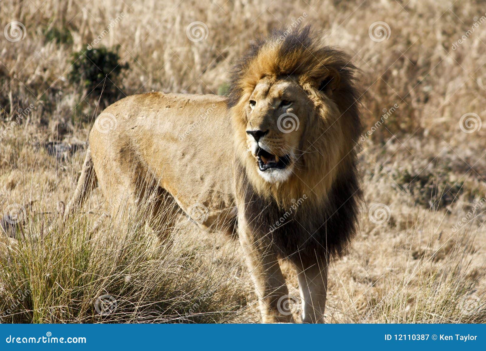 Southeast African Lion