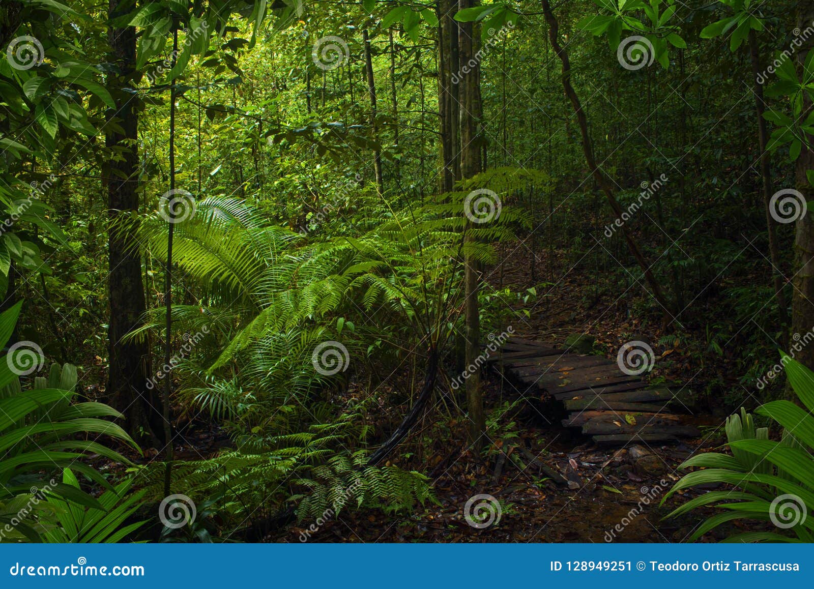Southeast Asian Deep Jungle Stock Image - Image of morning, ground ...