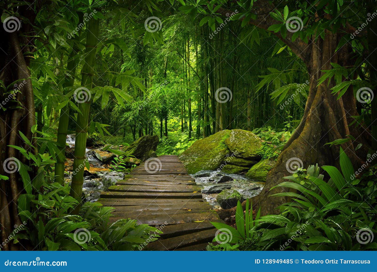 Southeast Asian Deep Jungle Stock Image - Image of pristine, myanmar ...