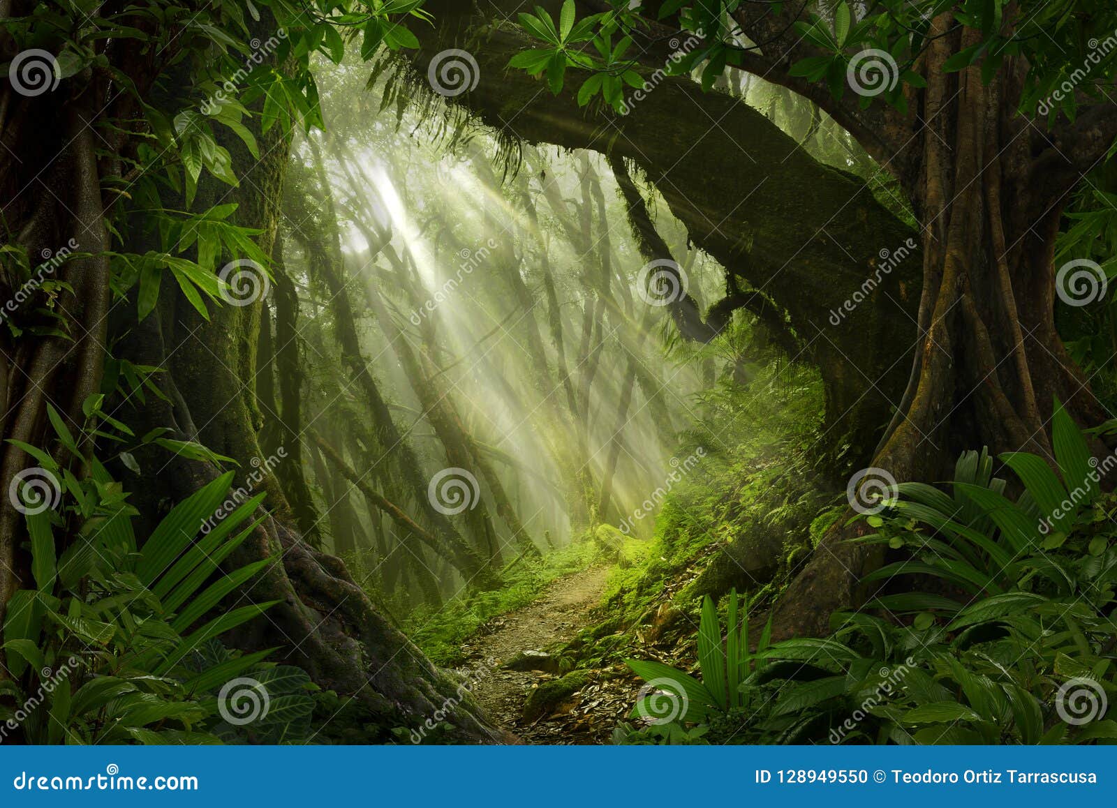 Southeast Asian Deep Jungle Stock Photo - Image of asian, myanmar ...